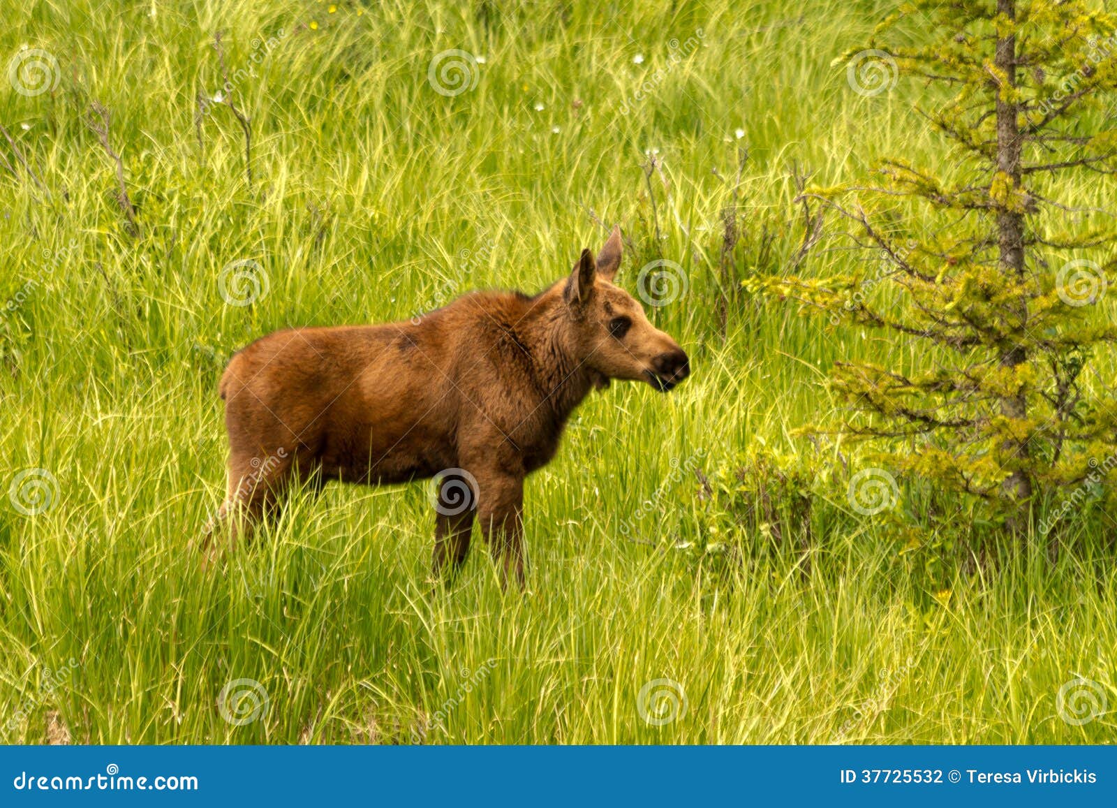 Moose Calf stock photo. Image of animals, forest, calf - 37725532