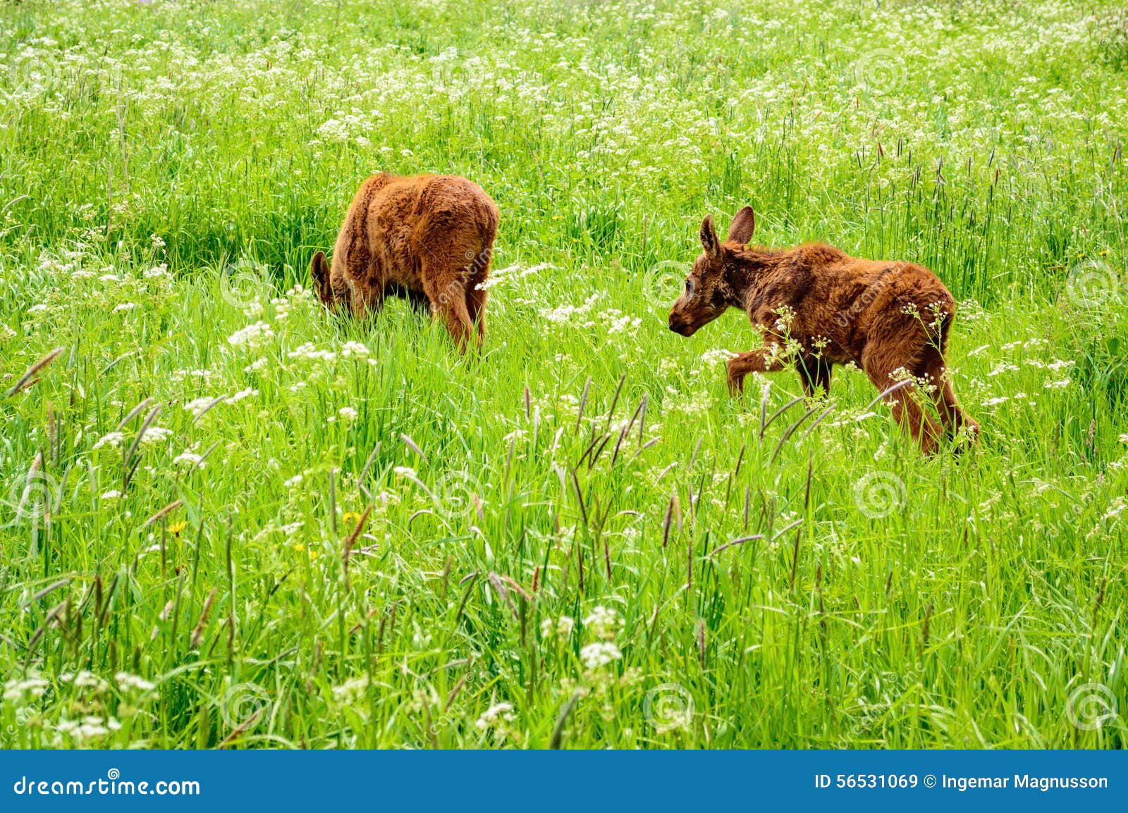 Moose calf stock image. Image of grazing, environmental - 56531069