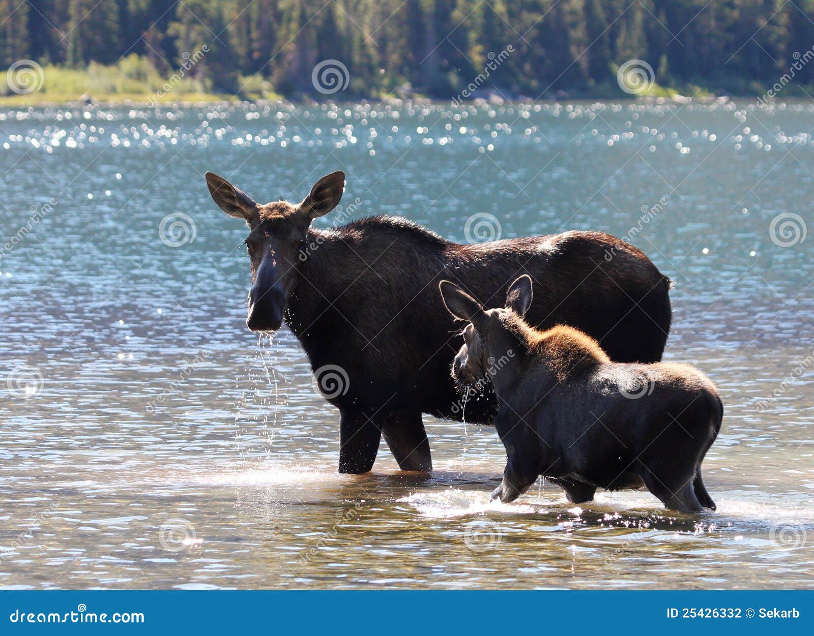 Moose and Calf at Glacier National Park Stock Photo - Image of large ...