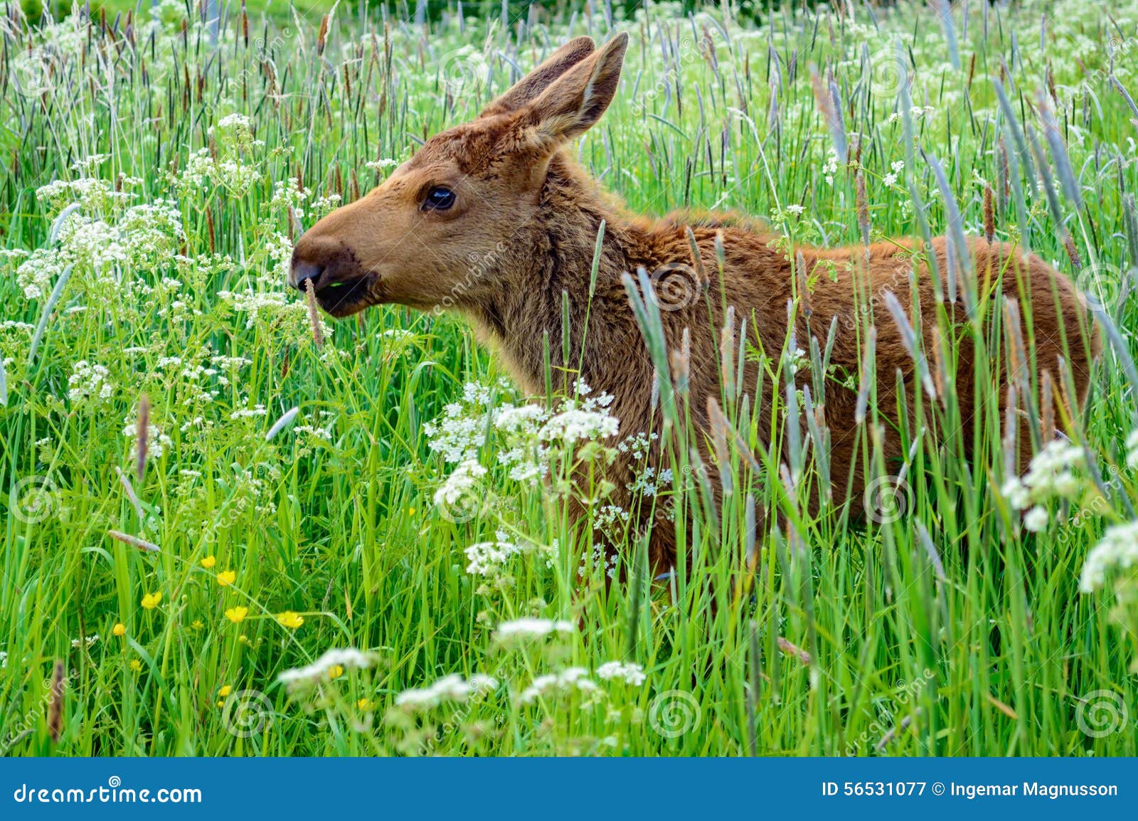 Moose calf stock image. Image of feed, hide, cute, cuteness - 56531077