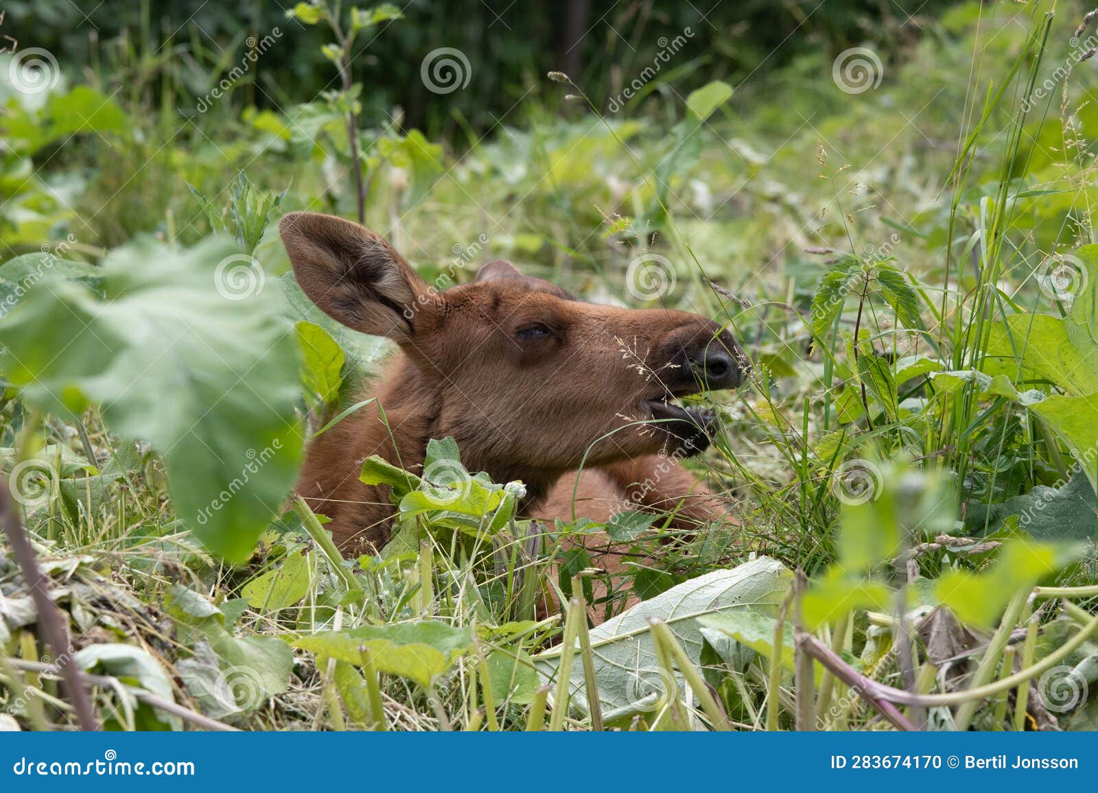 Moose Calf Laying Down Eating Grass Stock Photo - Image of national ...