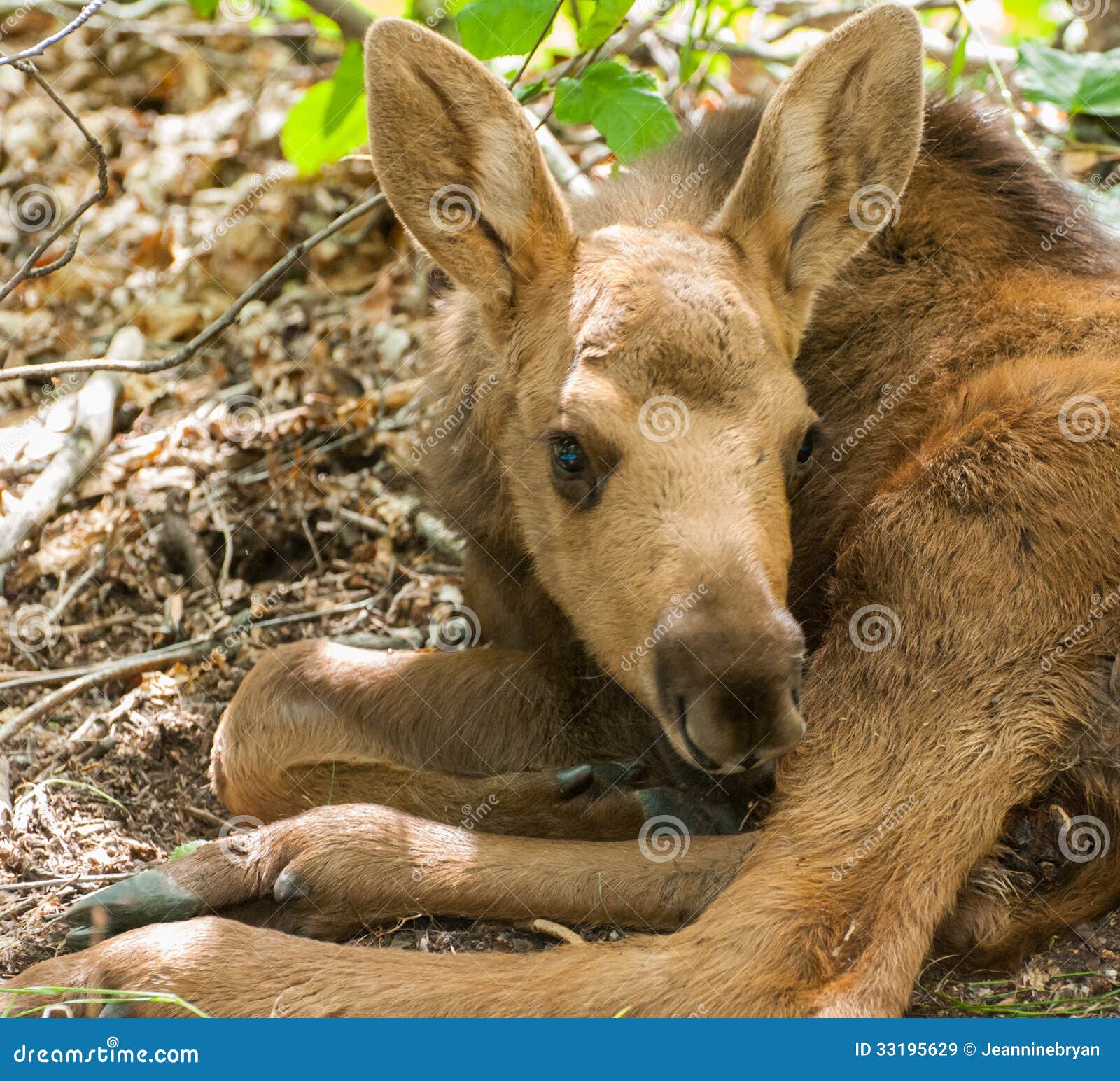 Moose Calf stock image. Image of moose, wild, lying, wood - 33195629