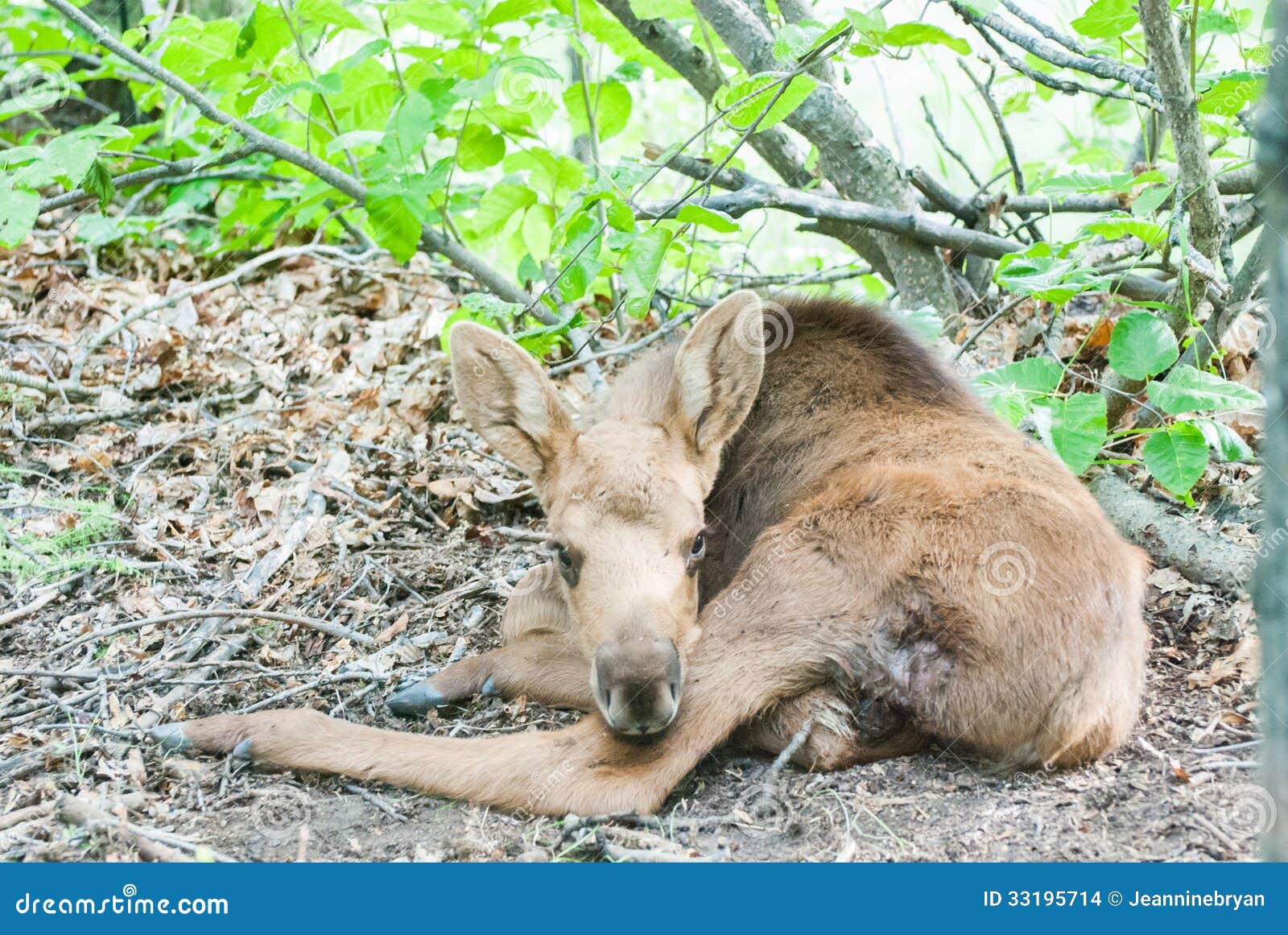Moose Calf stock photo. Image of woods, forest, mamamal - 33195714
