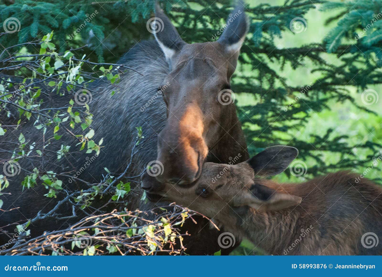Moose and Calf stock photo. Image of anchorage, animal - 58993876