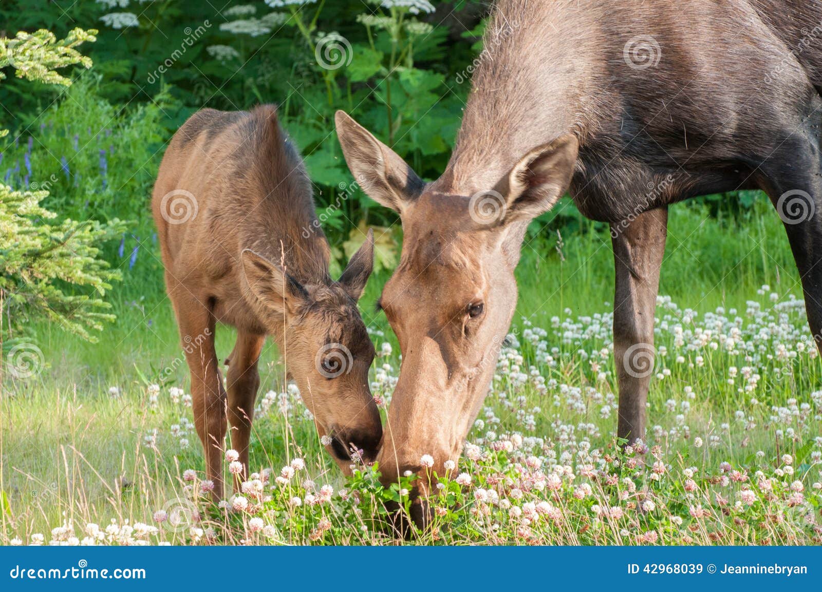 Moose Calf with Mom stock image. Image of southcenteral - 42968039
