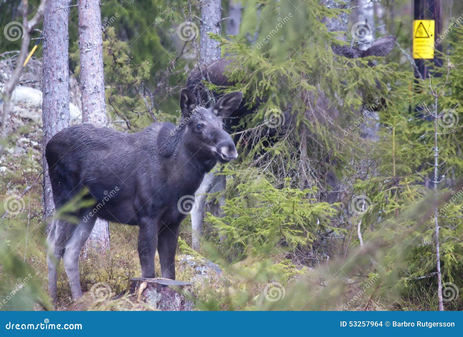 Moose calf stock photo. Image of large, yearling, calf - 53257964