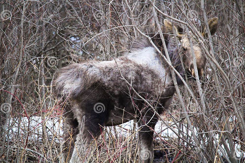 Moose Calf with a Possible Tick Infestation Stock Photo - Image of ...