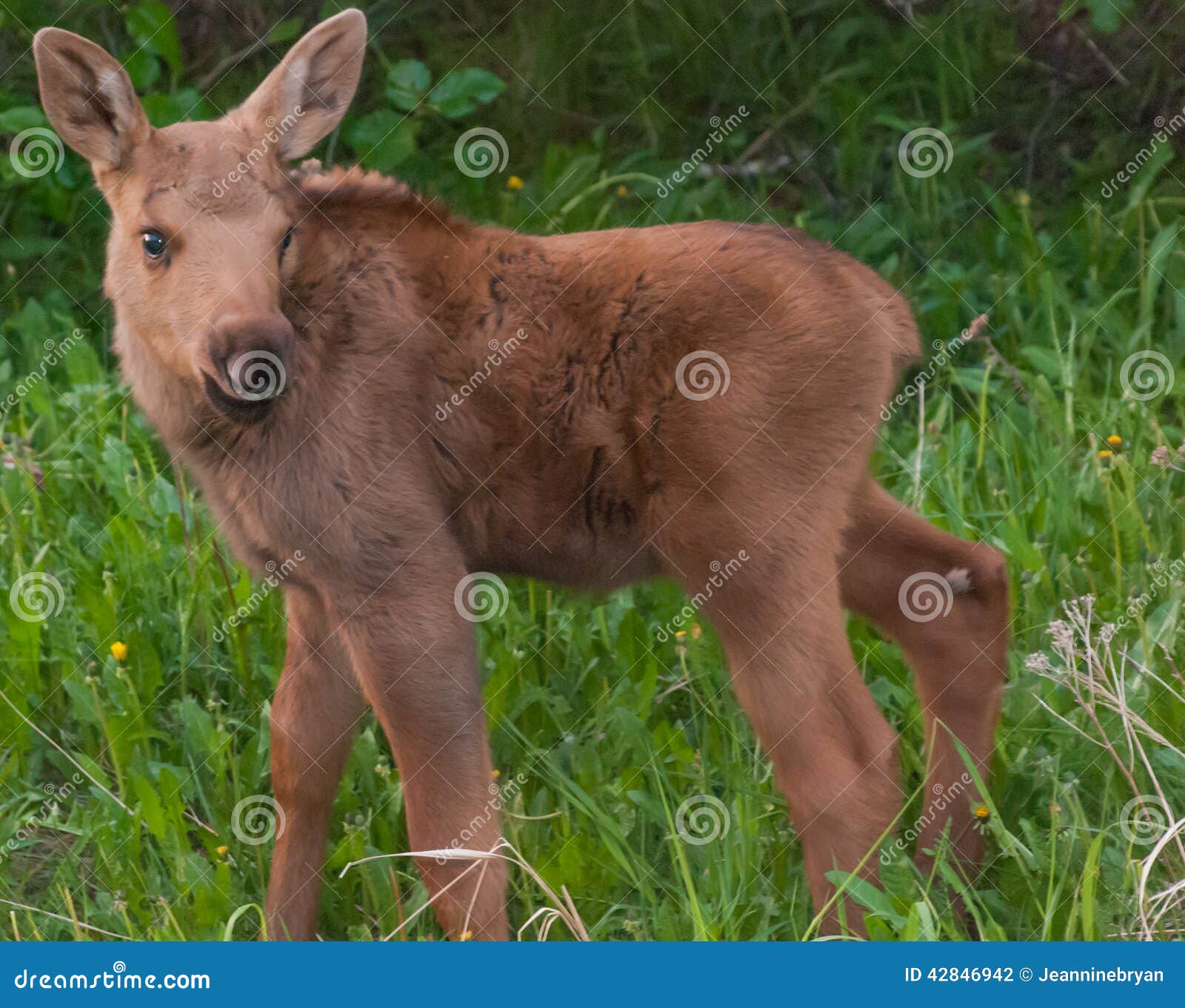Moose Calf stock photo. Image of feed, baby, moose, eating - 42846942