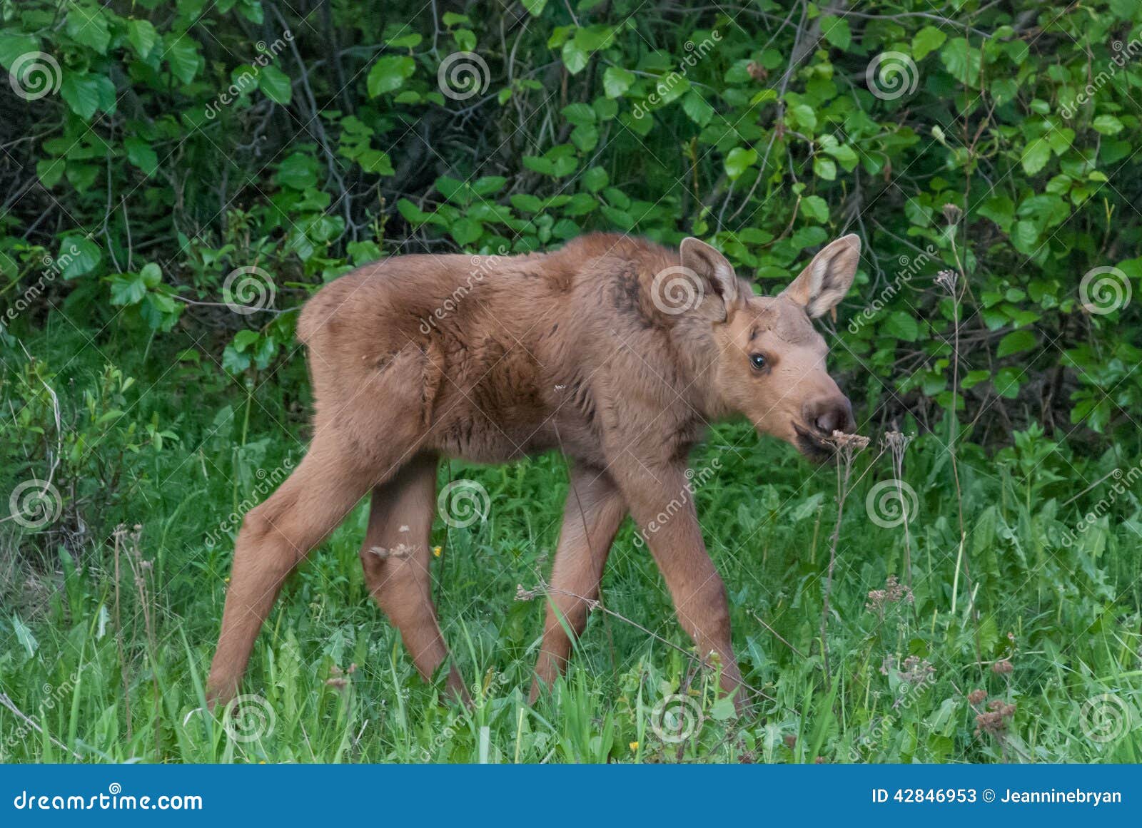 Moose Calf stock image. Image of hunt, young, bush, mammal - 42846953