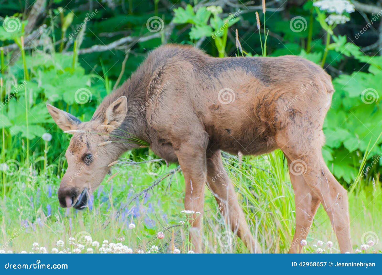 Moose Calf stock image. Image of forests, wildlife, moose - 42968657