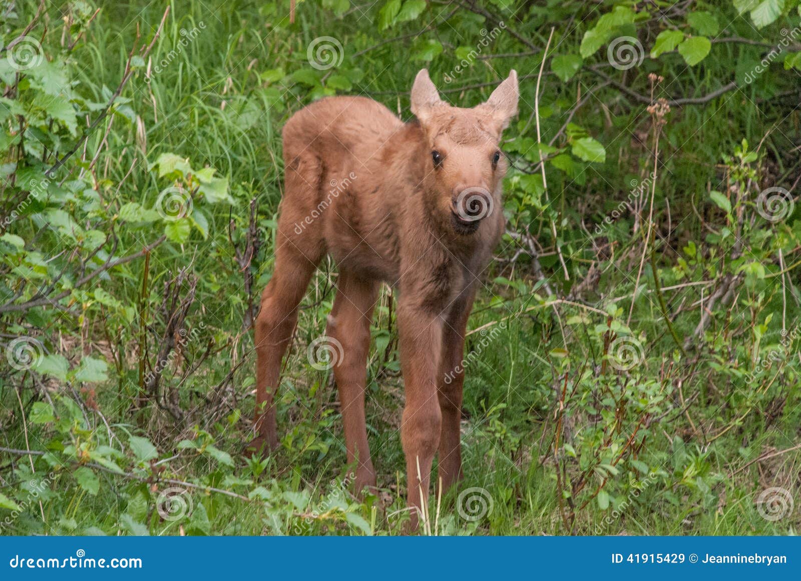 Moose Calf stock image. Image of calf, moose, rural, fauna - 41915429