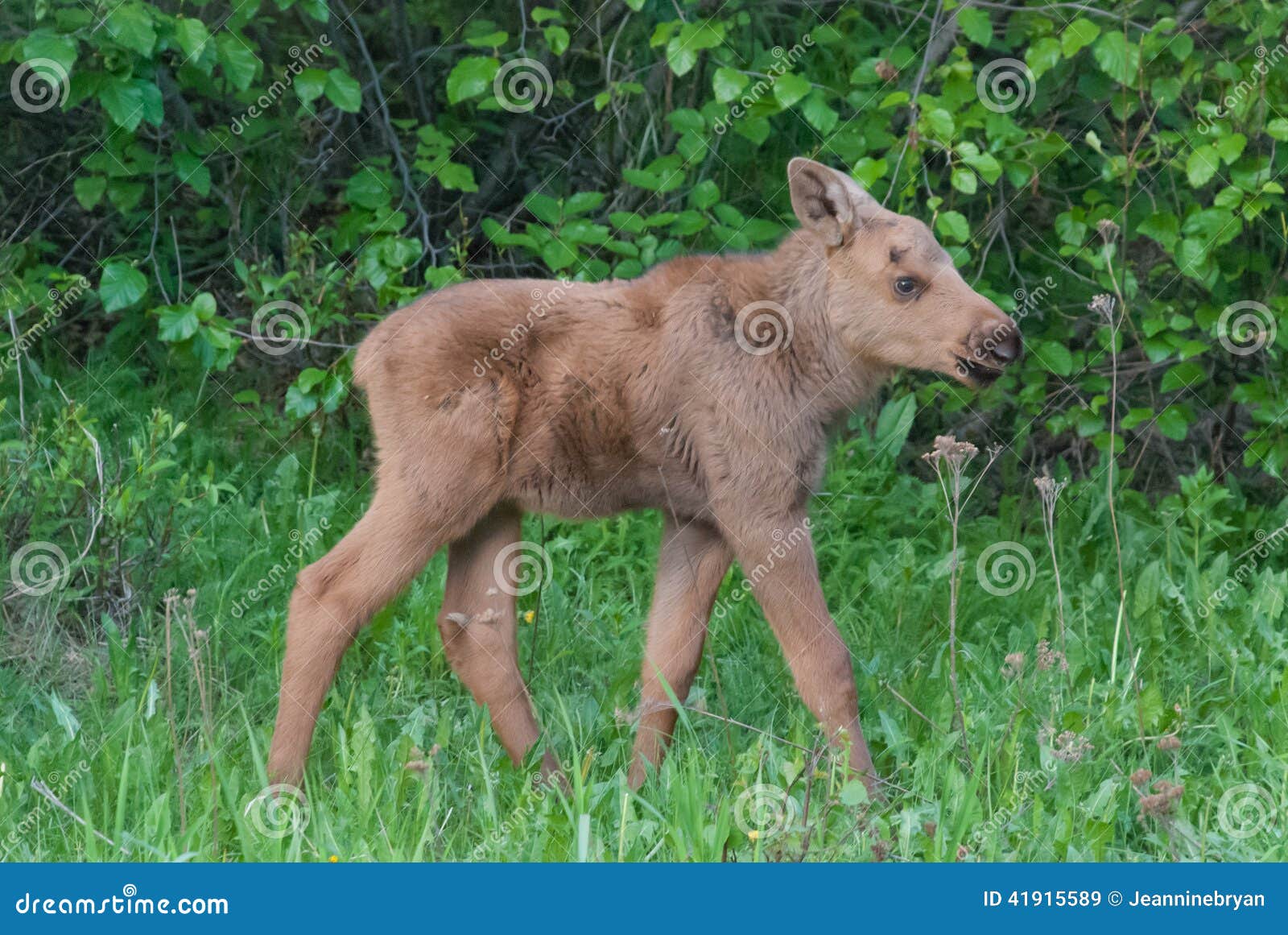 Moose Calf stock image. Image of alaska, moose, wildlife - 41915589