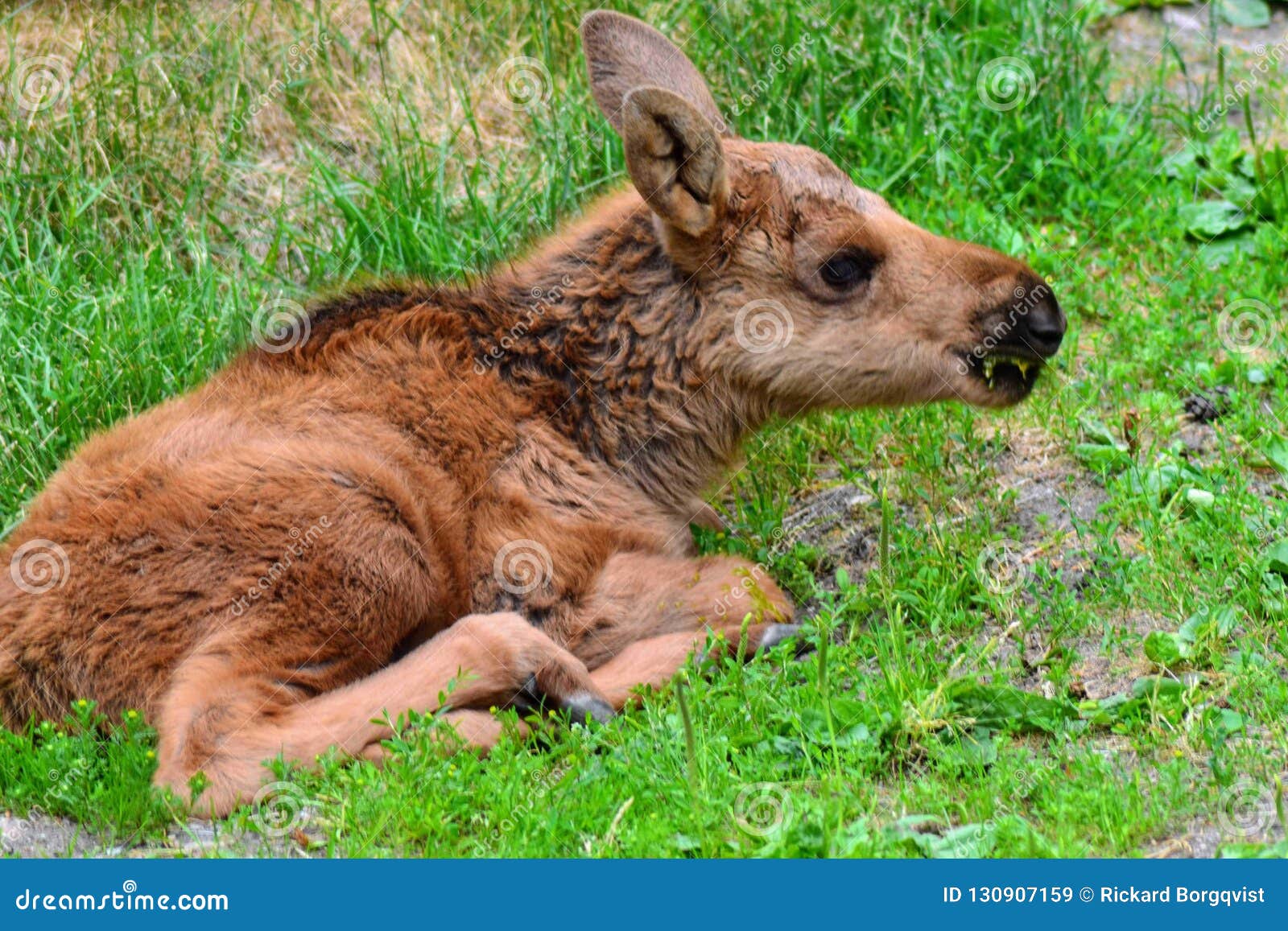 Moose calf stock image. Image of moose, young, calf - 130907159