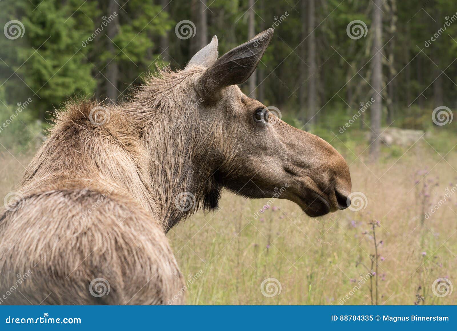Moose-Close stock image. Image of nose, mamal, mule, close - 88704335