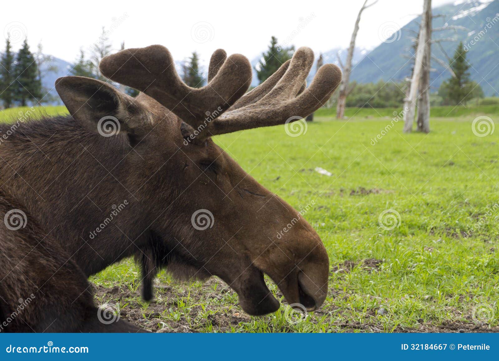 Moose close up stock image. Image of moose, wildlife - 32184667