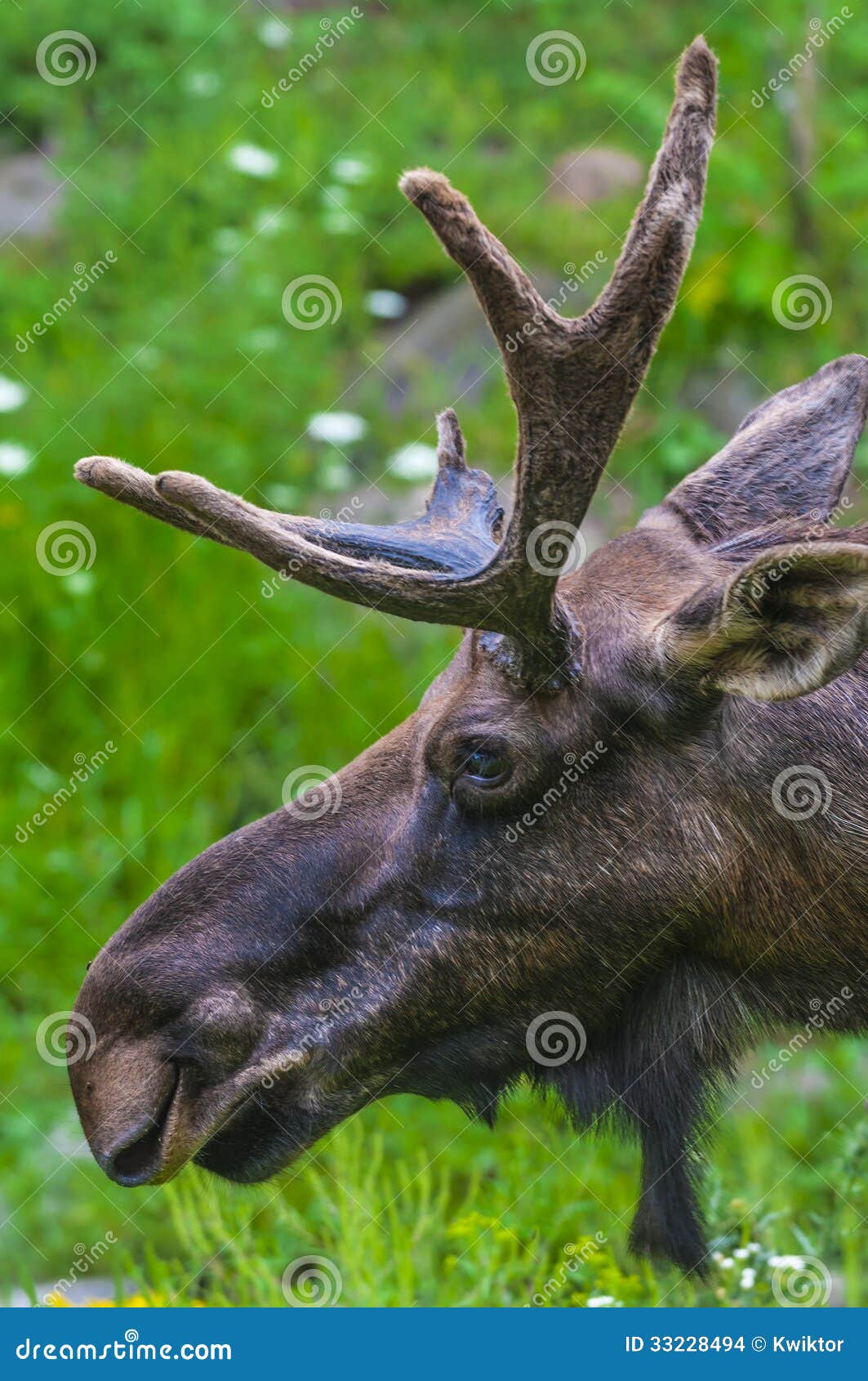Moose Close-up stock photo. Image of male, deer, bull - 33228494