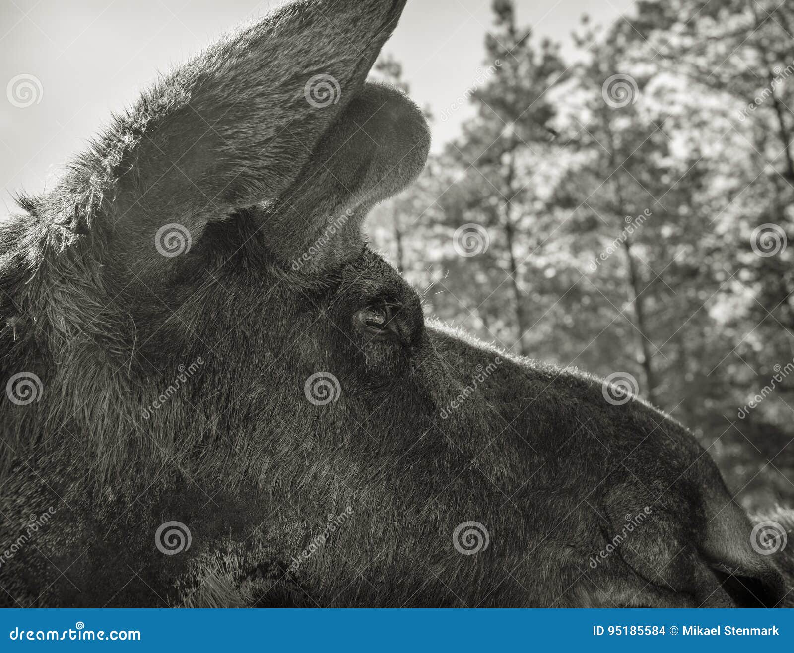 Moose closeup stock photo. Image of sweden, encounter - 95185584