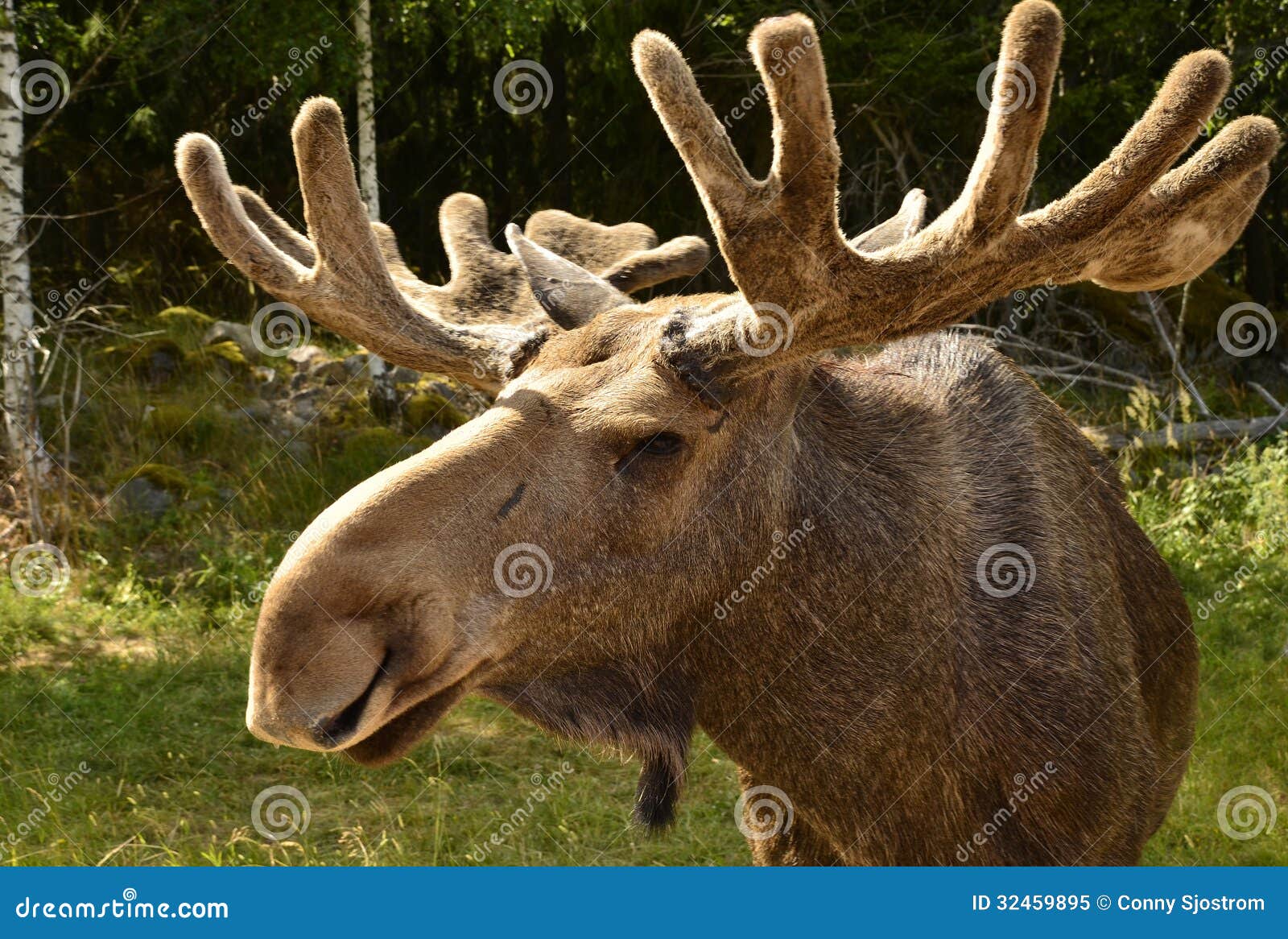 Moose stock image. Image of landscape, outdoors, summer - 32459895