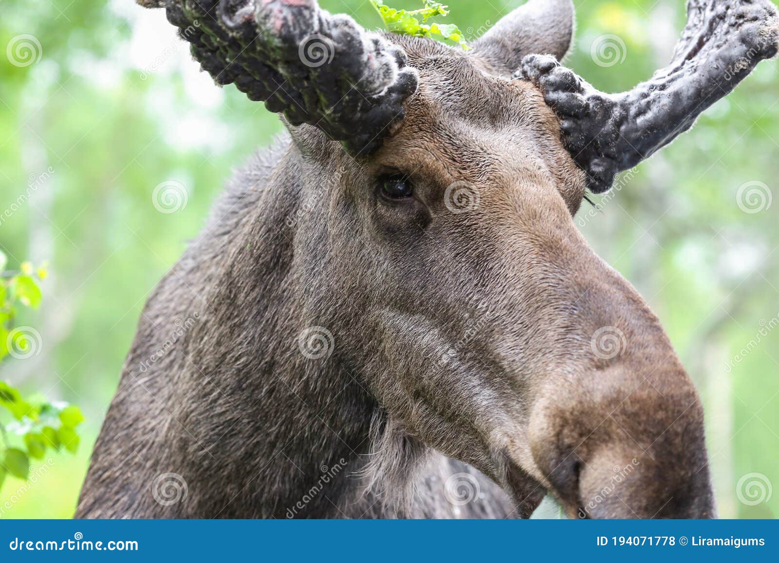 Moose stock photo. Image of animal, portrait, forest - 194071778