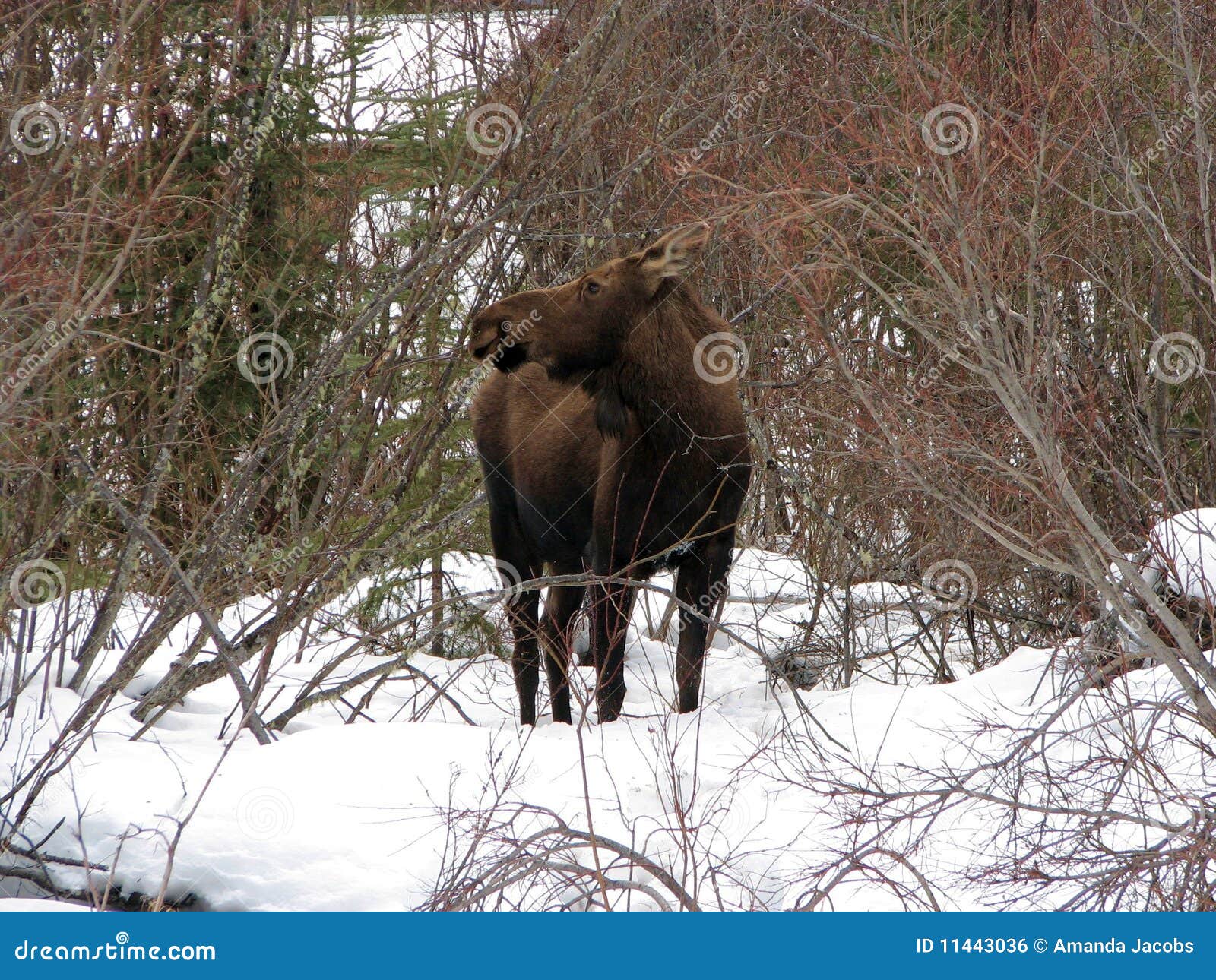 Moose cow stock photo. Image of willows, animal, moose - 11443036