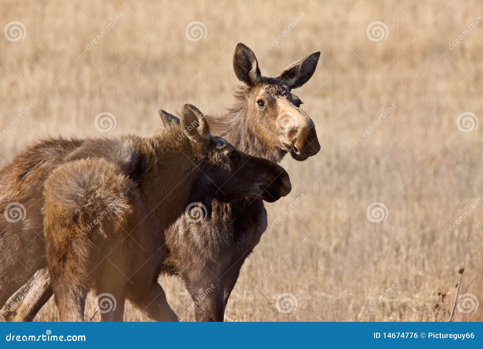 Moose Cow and Calf stock photo. Image of antler, long - 14674776