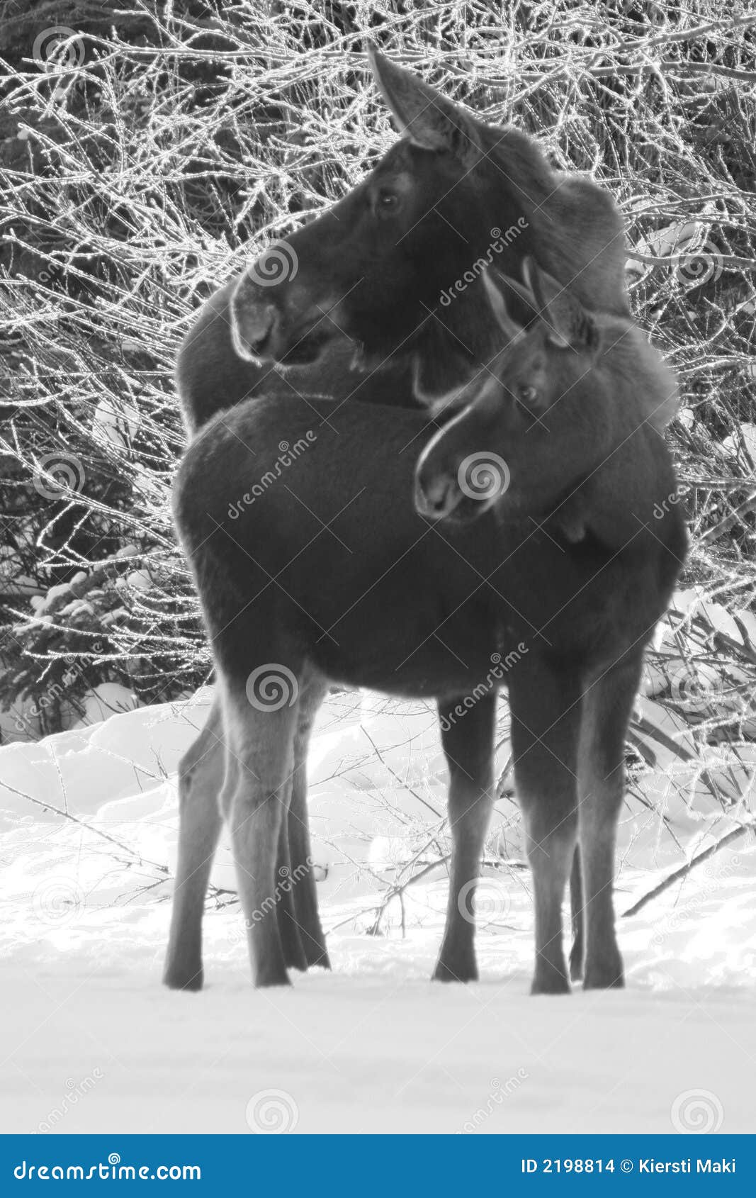 Moose Cow and Calf stock photo. Image of bonding, canada - 2198814