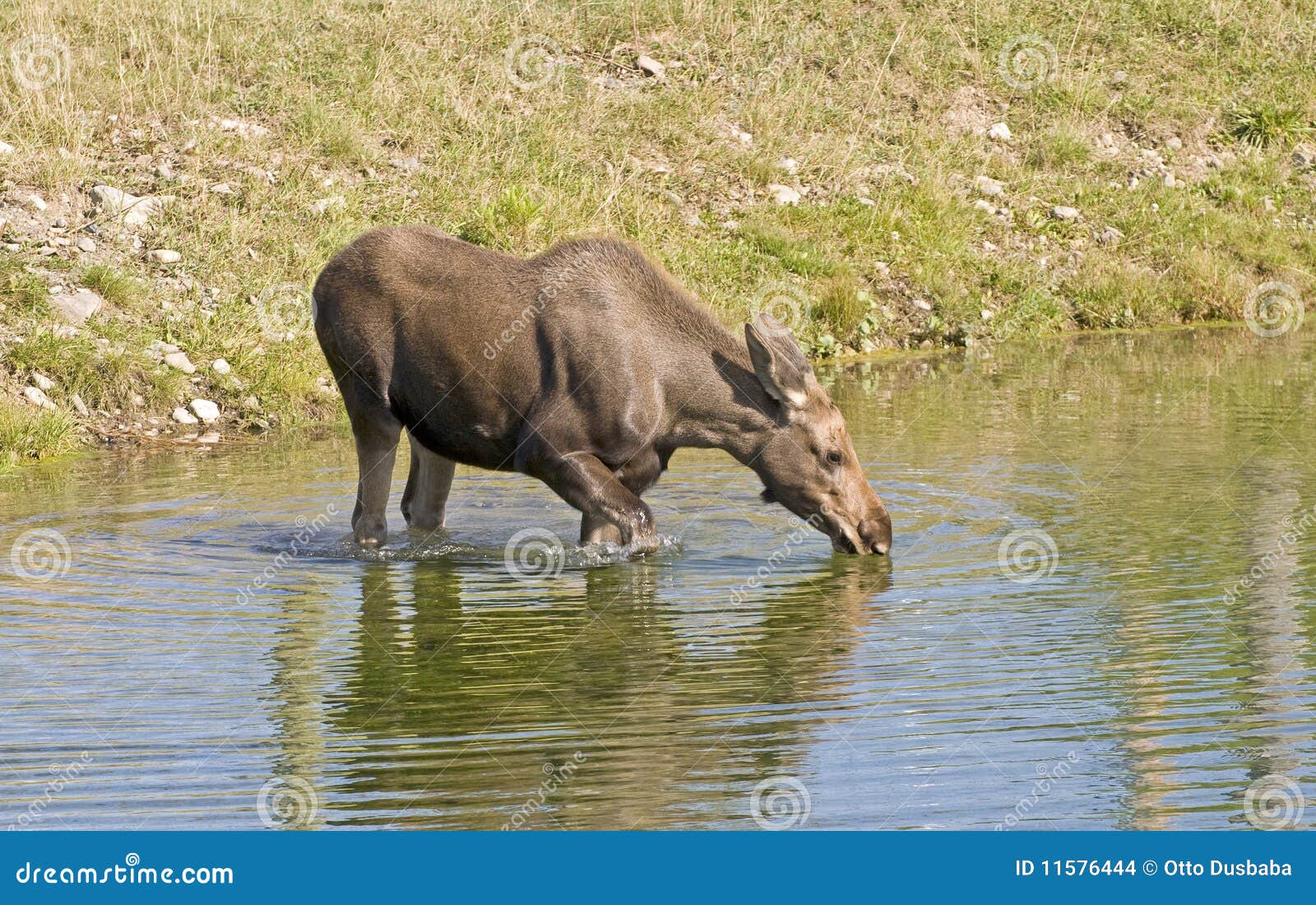 Moose cow drinking in pond stock photo. Image of deer - 11576444