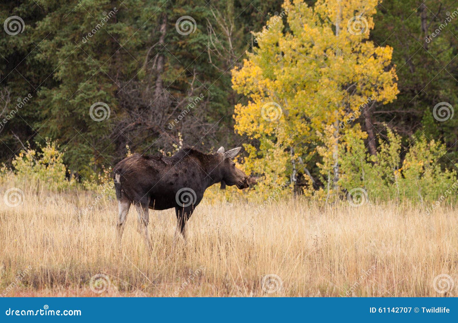 Moose Cow in Fall stock image. Image of deer, fall, nature - 61142707