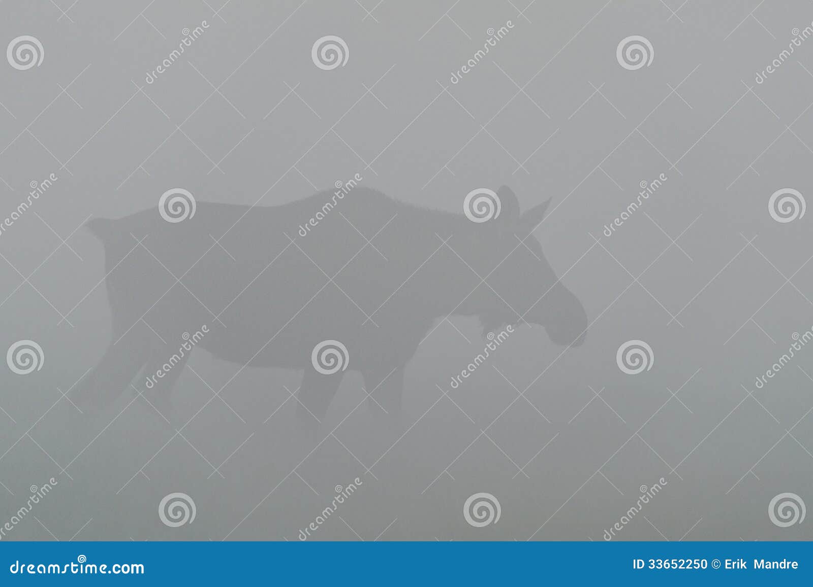 Moose cow in fog stock photo. Image of nature, meadow - 33652250