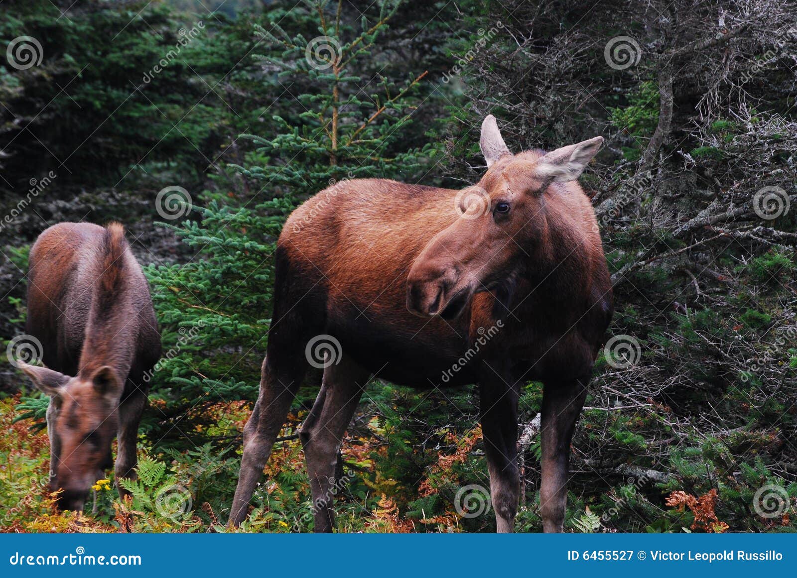 Moose: a Cow and Her Calf stock image. Image of mammals - 6455527