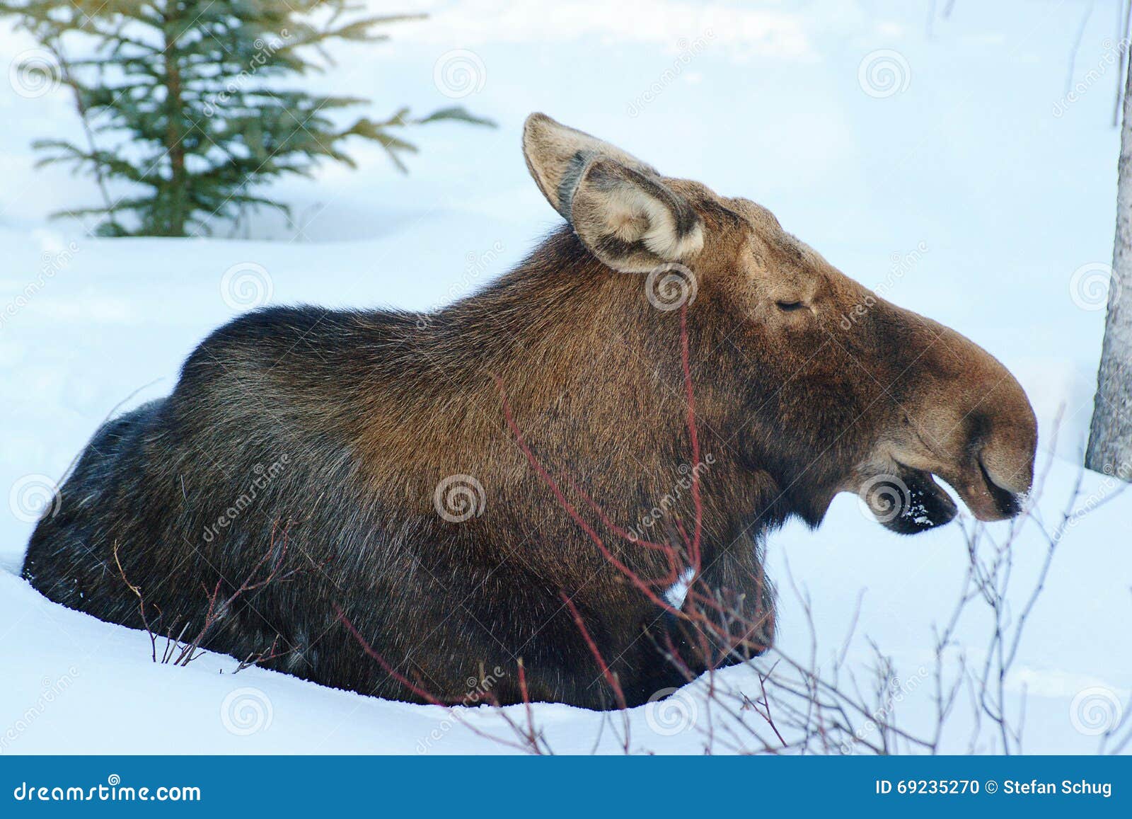 Moose Cow Resting stock photo. Image of ruminating, ruminant - 69235270