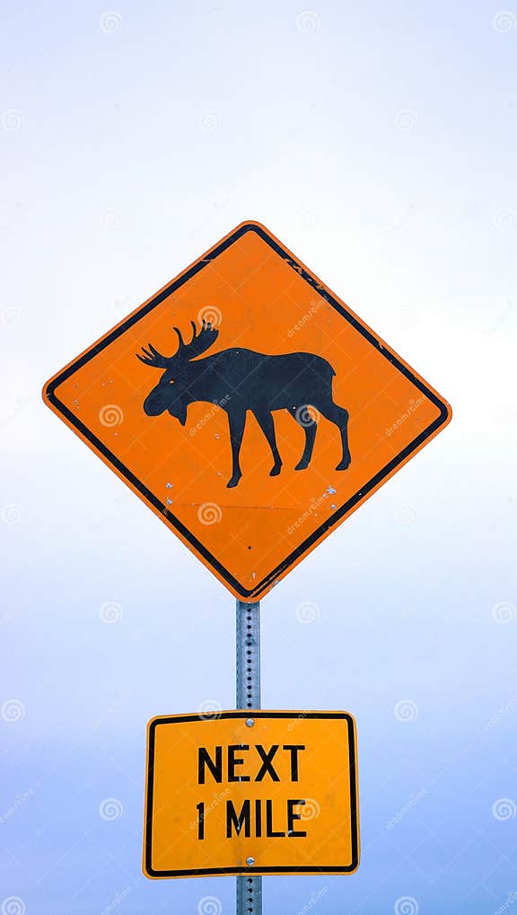 Moose crossing stock photo. Image of animal, moose, critter - 298516