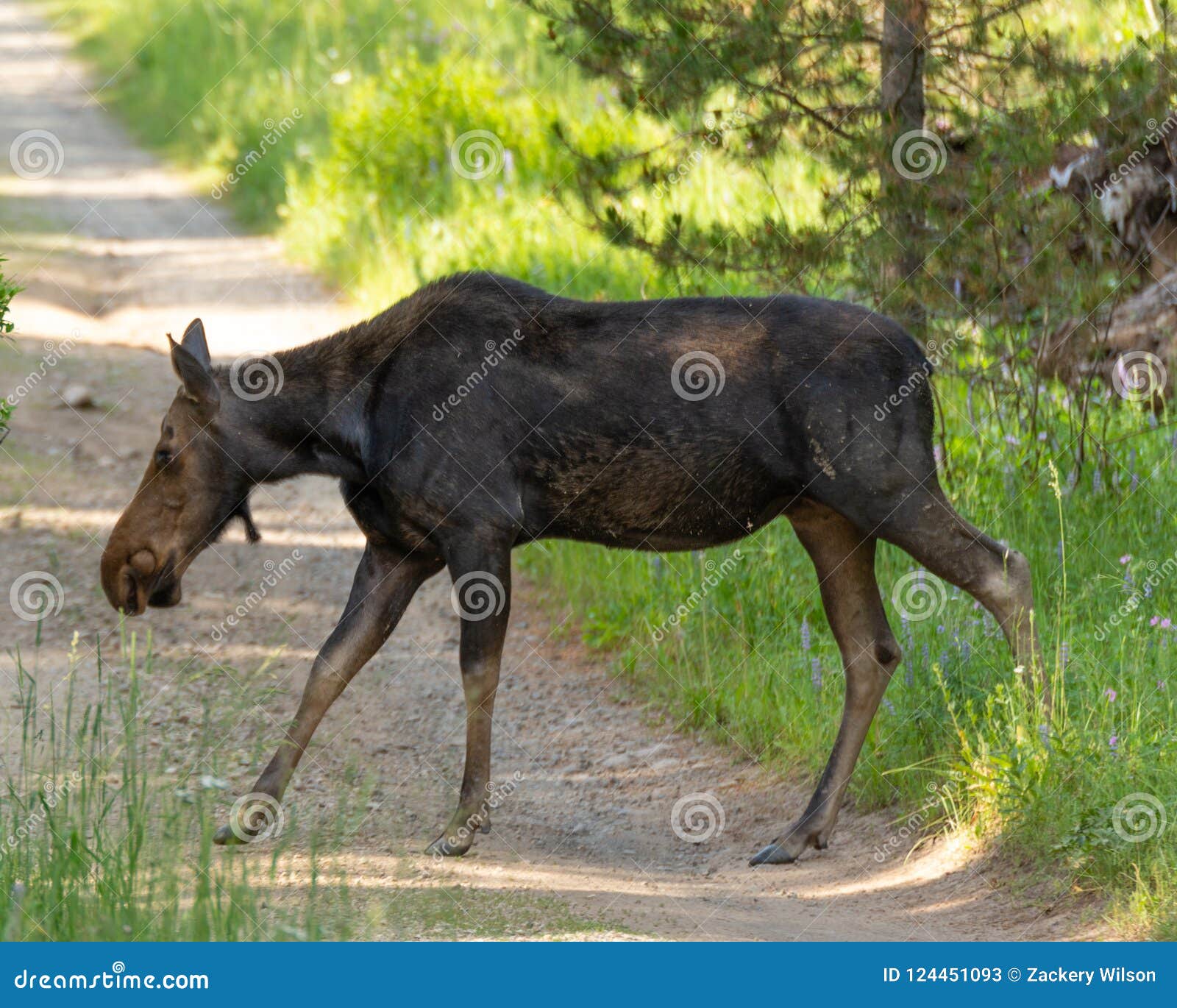 Moose crossing stock image. Image of island, animals - 124451093