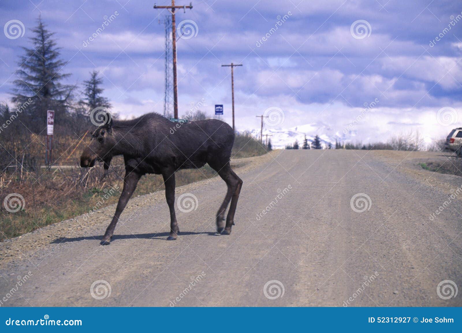 Moose crossing road, AL stock image. Image of highway - 52312927