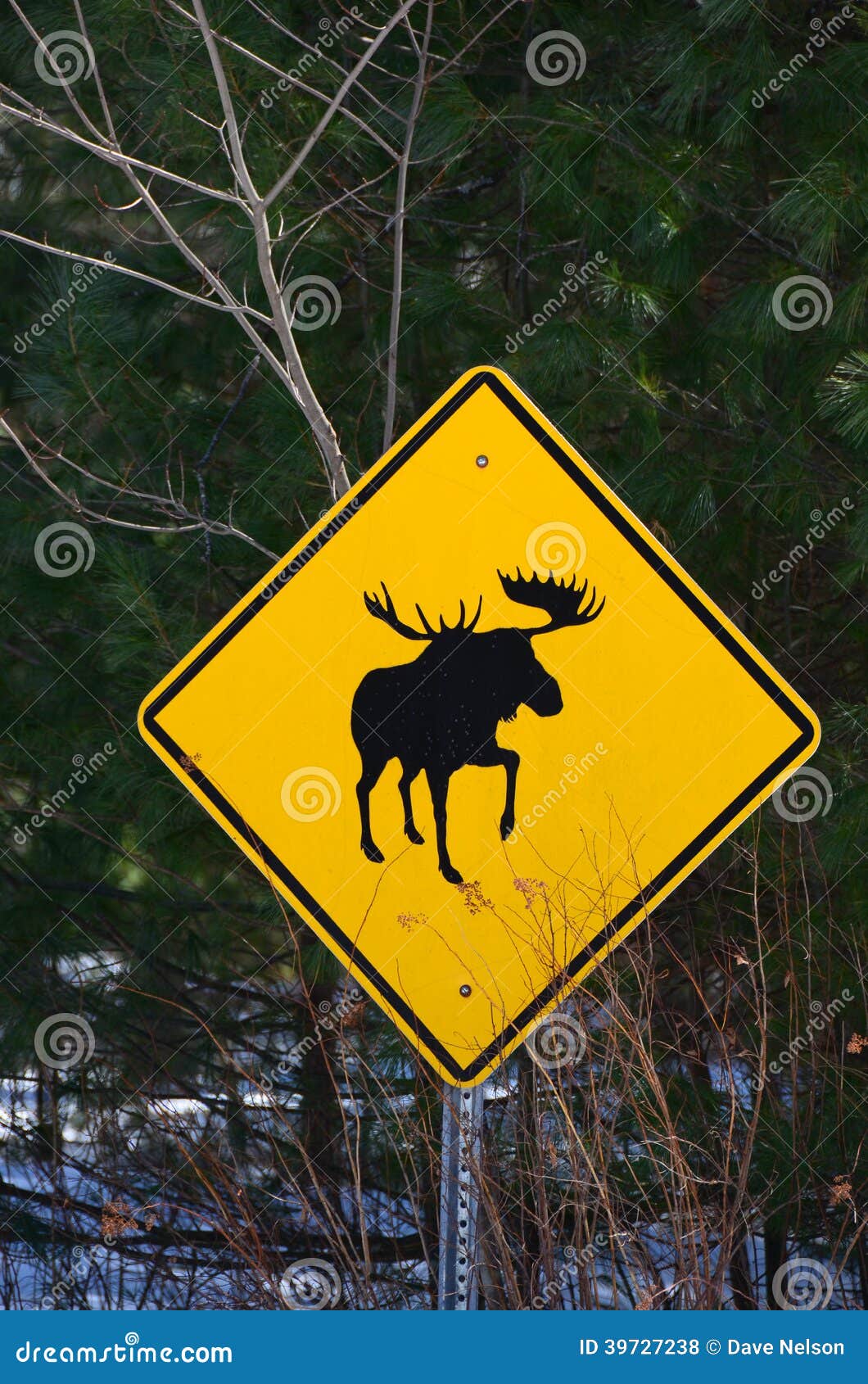 Swedish Moose Crossing Sign