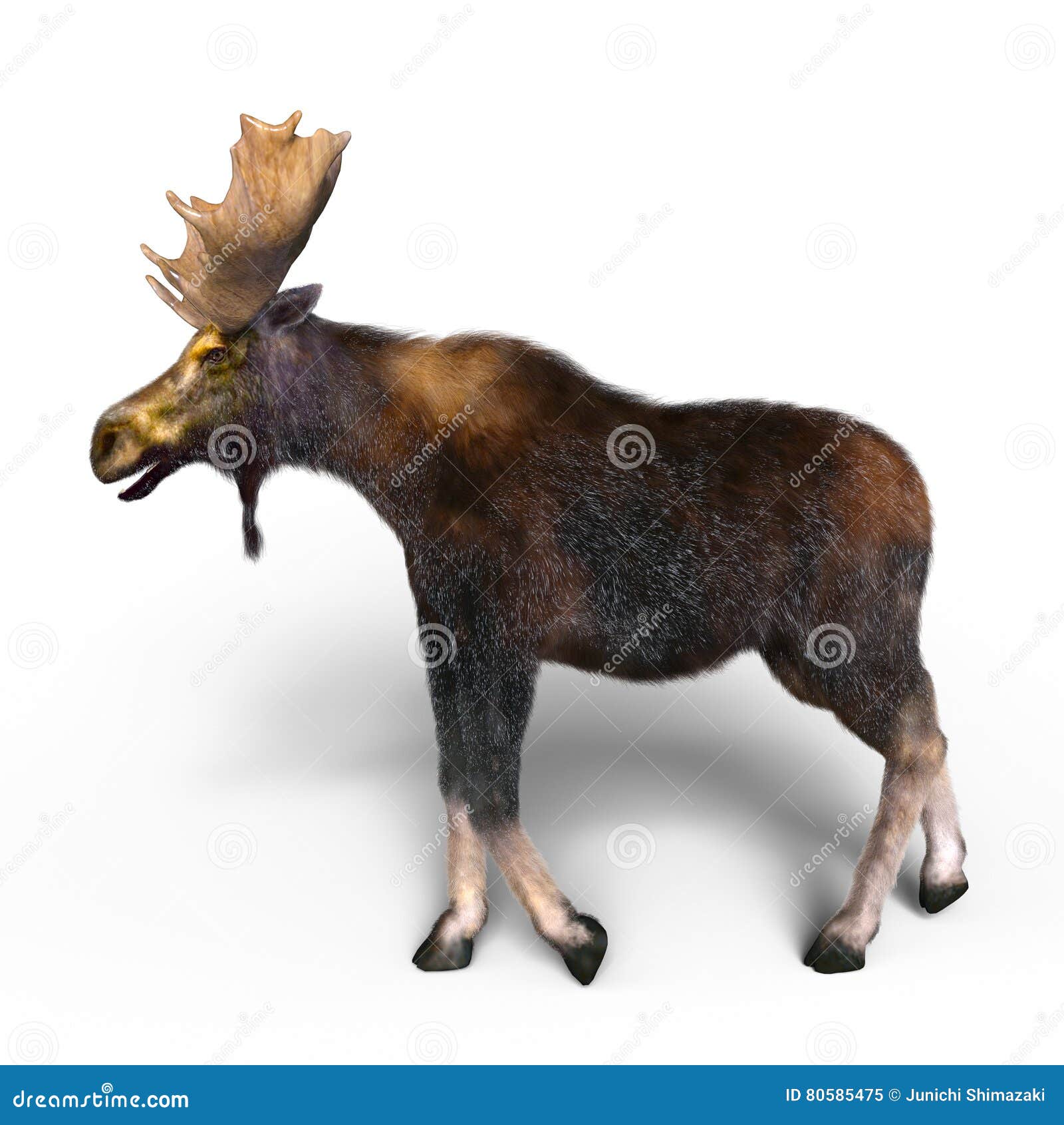Moose stock image. Image of grazing, artiodactyl, animal - 80585475