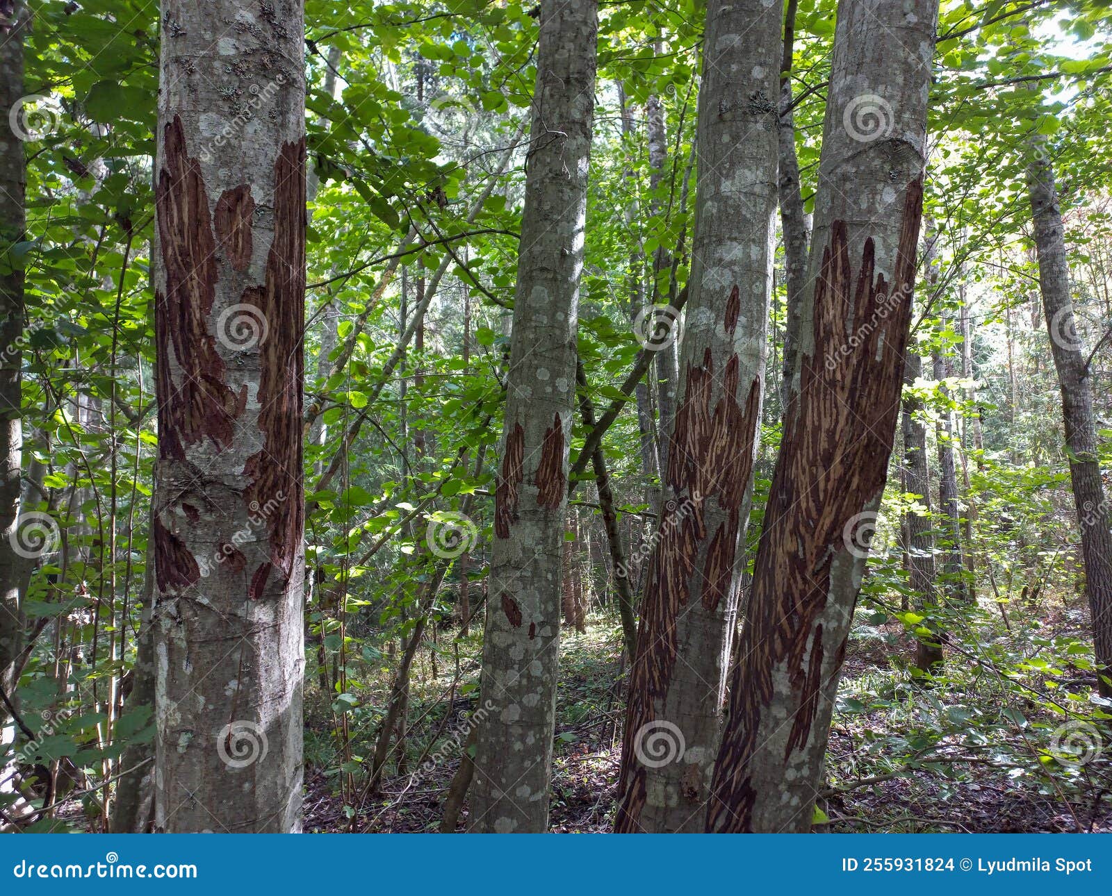 Moose Damage Grazing Marks on the Tree. Moose Scrape Tree Bark. Stock ...