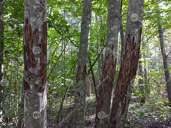 Moose Damage Grazing Marks on the Tree. Moose Scrape Tree Bark. Stock ...
