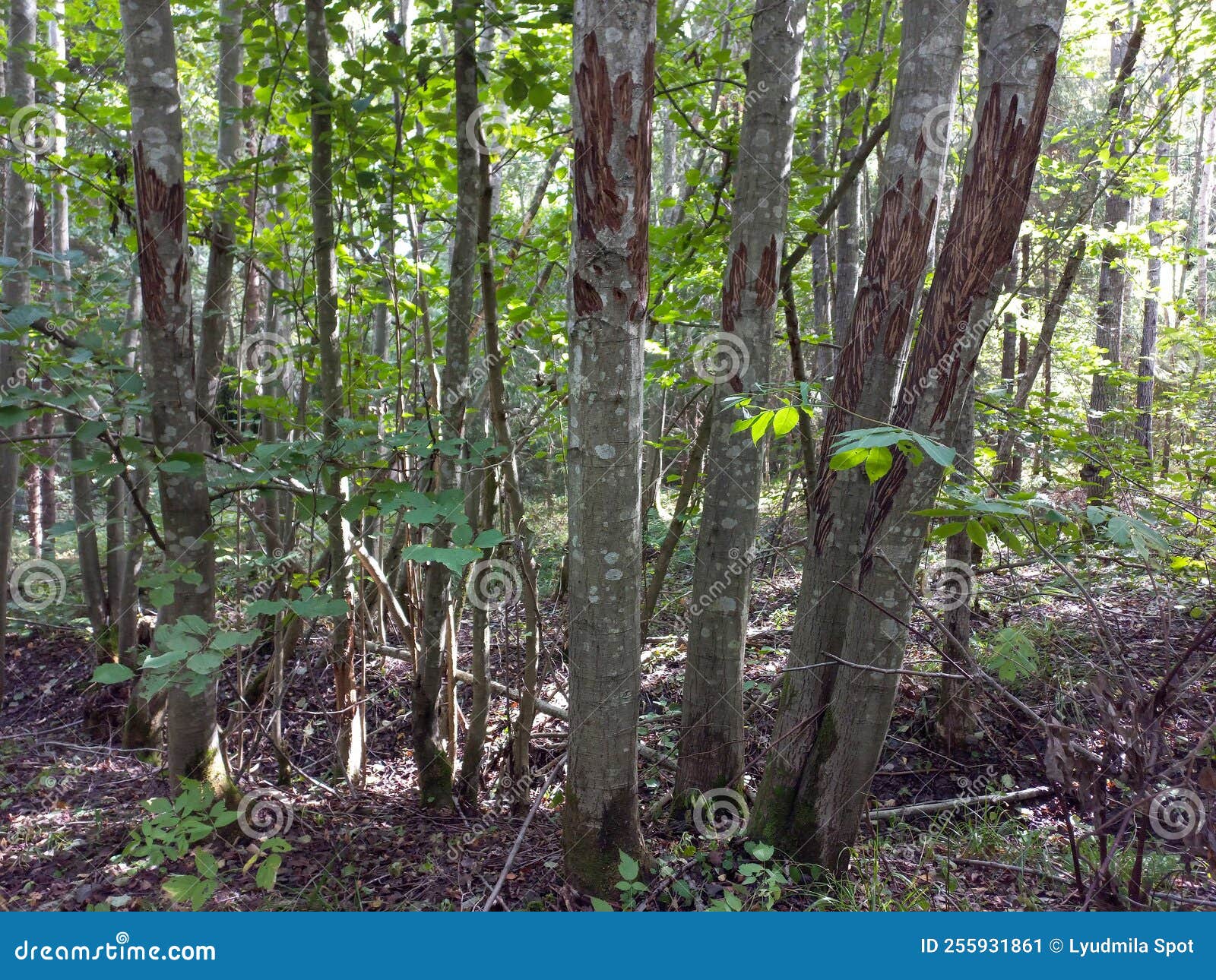 Moose Damage Grazing Marks on the Tree. Moose Scrape Tree Bark. Stock ...