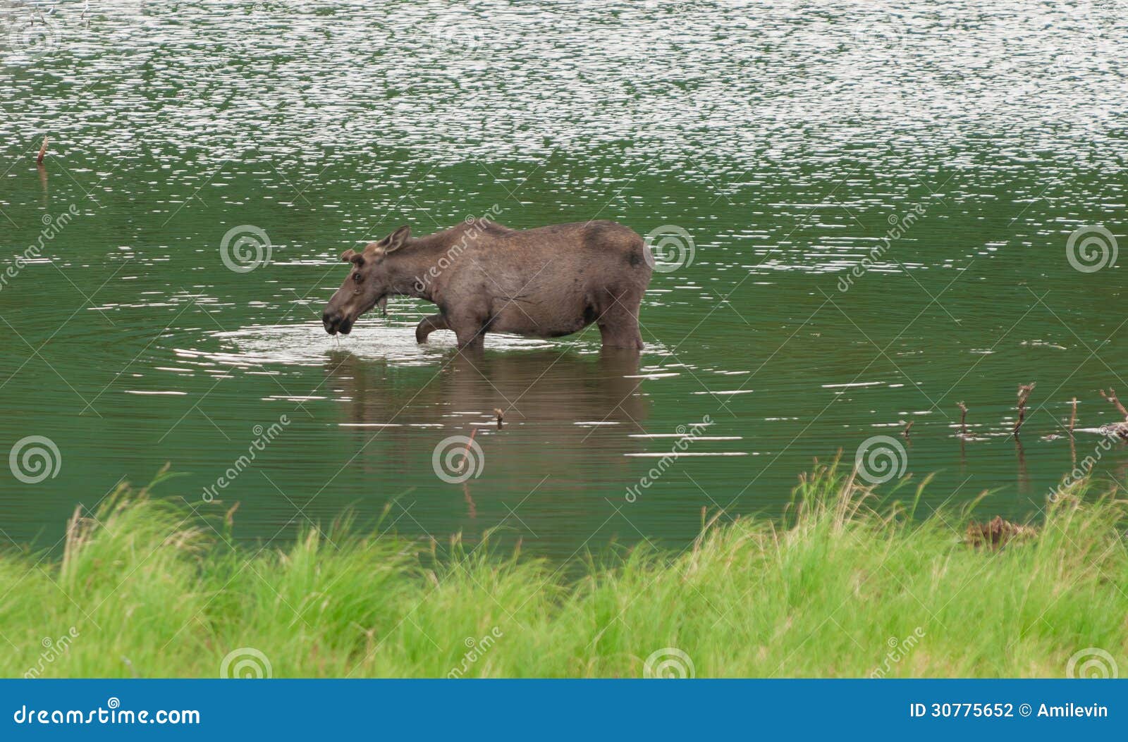 Moose drinking stock photo. Image of lake, natural, reflection - 30775652