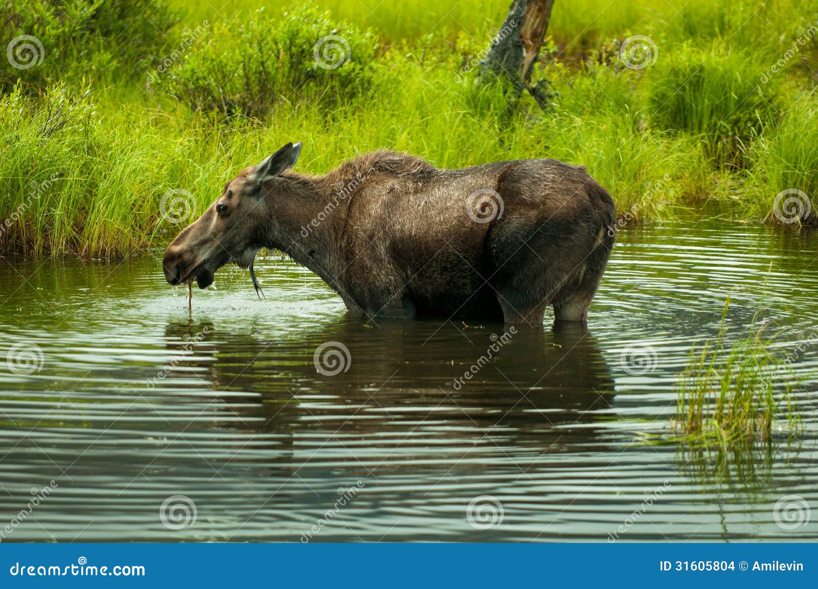 Moose drinking stock photo. Image of adult, brown, lake - 31605804