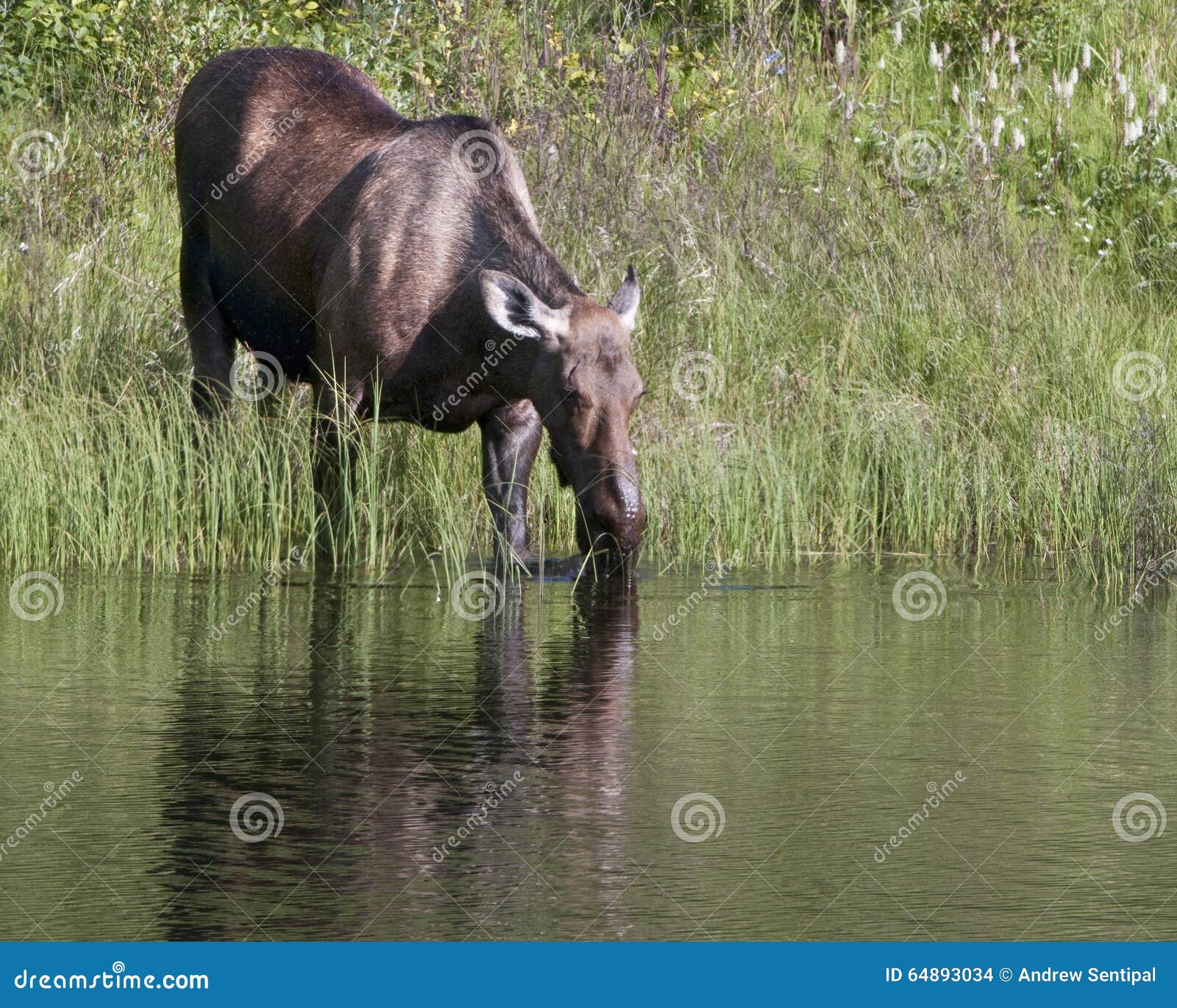 Moose drinking stock photo. Image of grass, female, field - 64893034