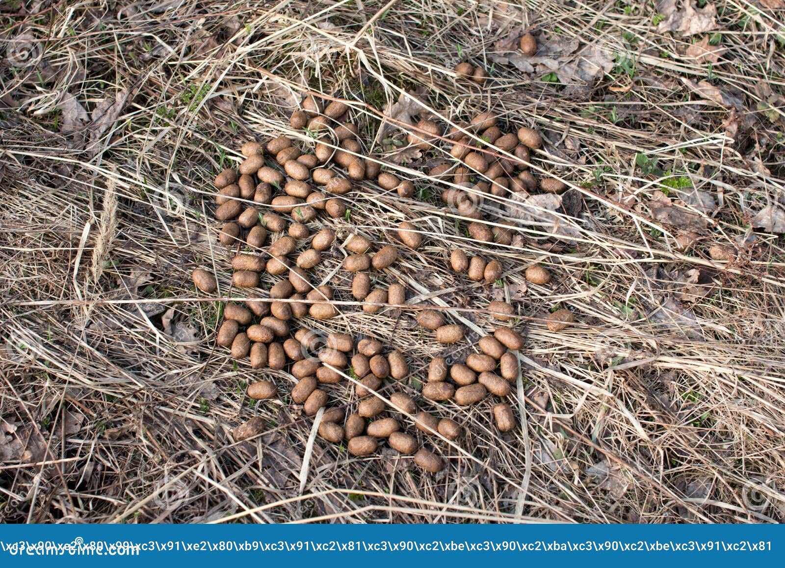 Moose Droppings in the Wild. Stock Photo - Image of organic, moose ...
