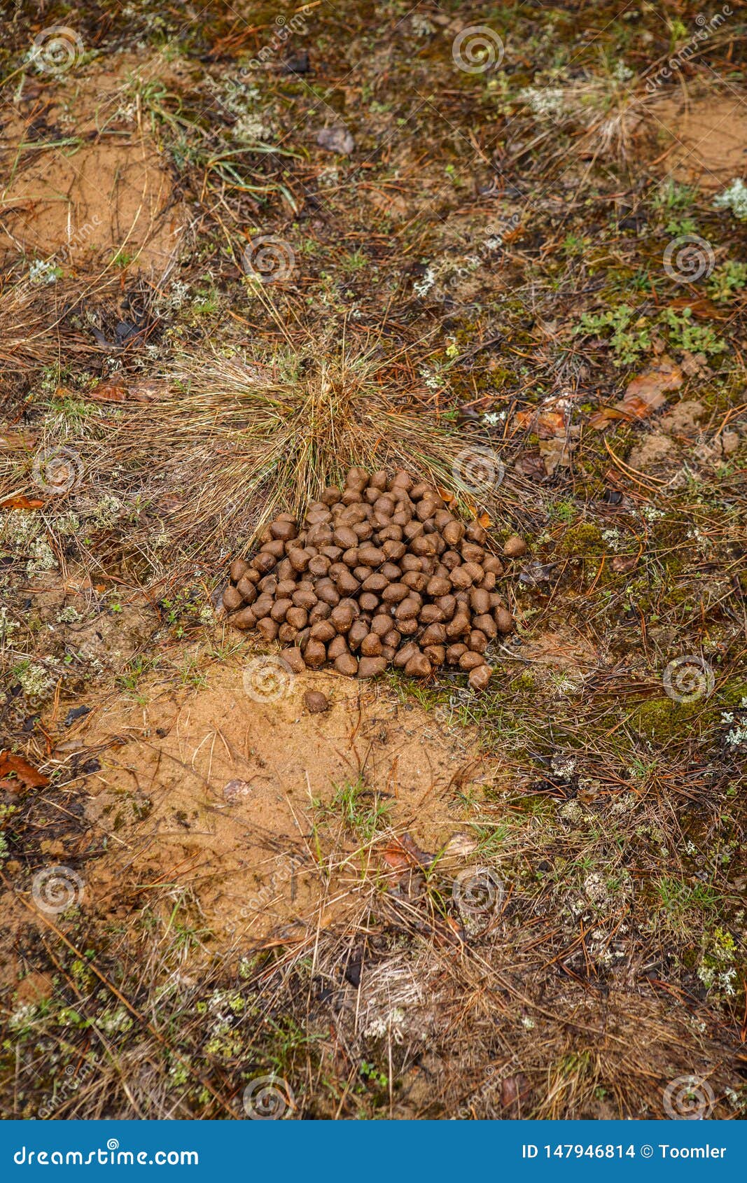 Moose Droppings in the Woods on Ground. Stock Photo - Image of land ...