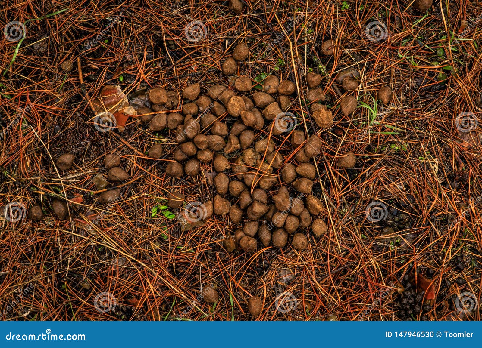 Moose Droppings in the Woods on Round. Stock Photo - Image of pine ...