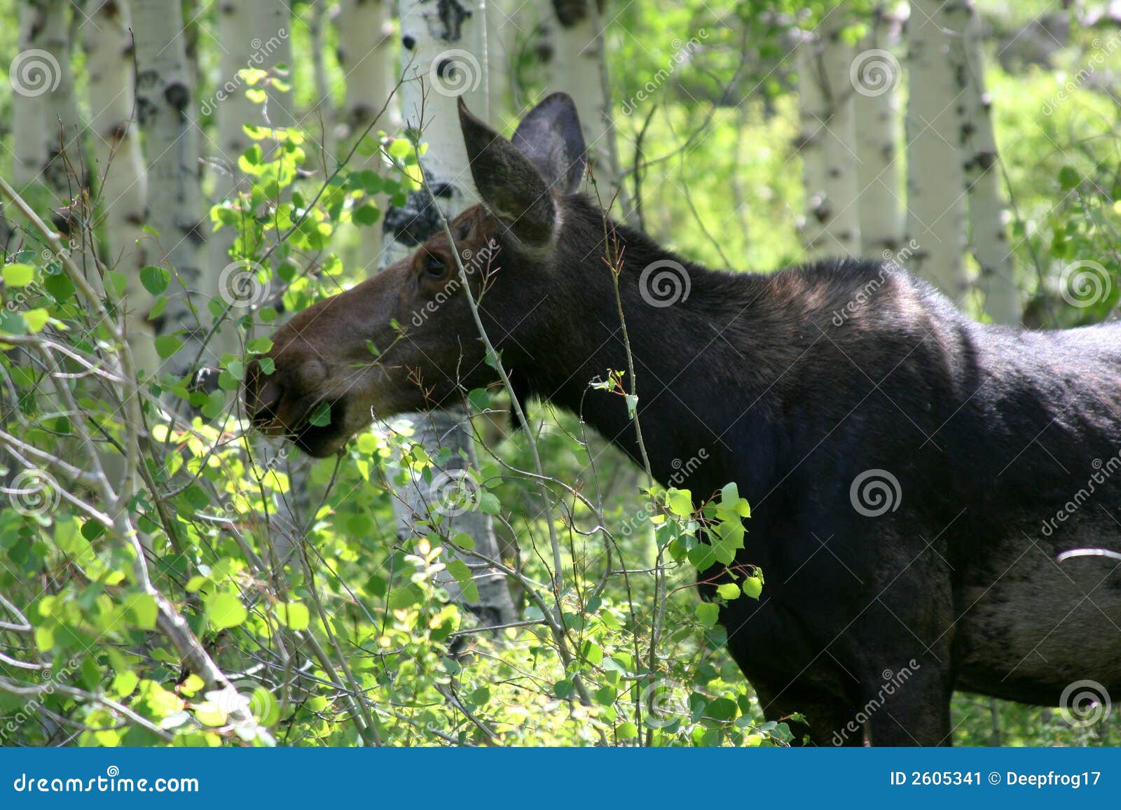 Moose eating stock image. Image of eating, leaf, aspen - 2605341