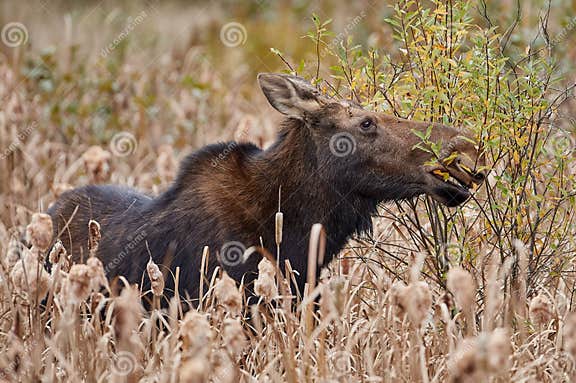 Moose Eating from Plants in the Field Stock Photo - Image of outdoor ...
