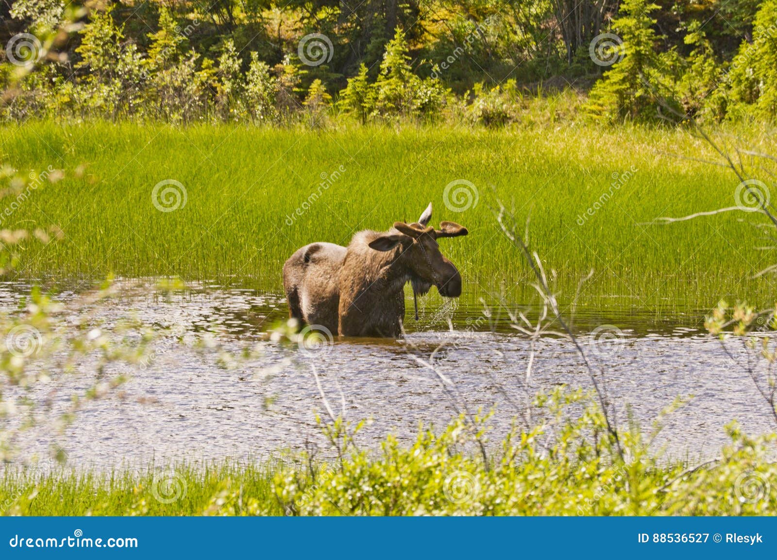 Moose eating in a pond stock image. Image of moose, eating - 88536527