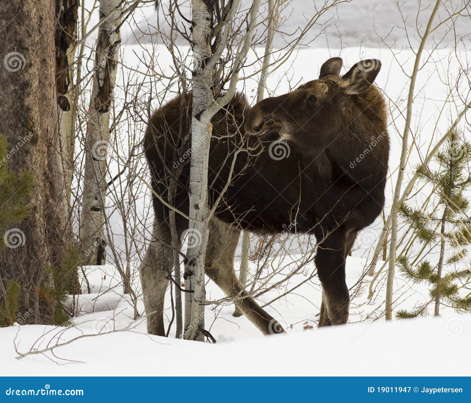 Moose Eating Small Branches Stock Image - Image of wyoming, teeth: 19011947