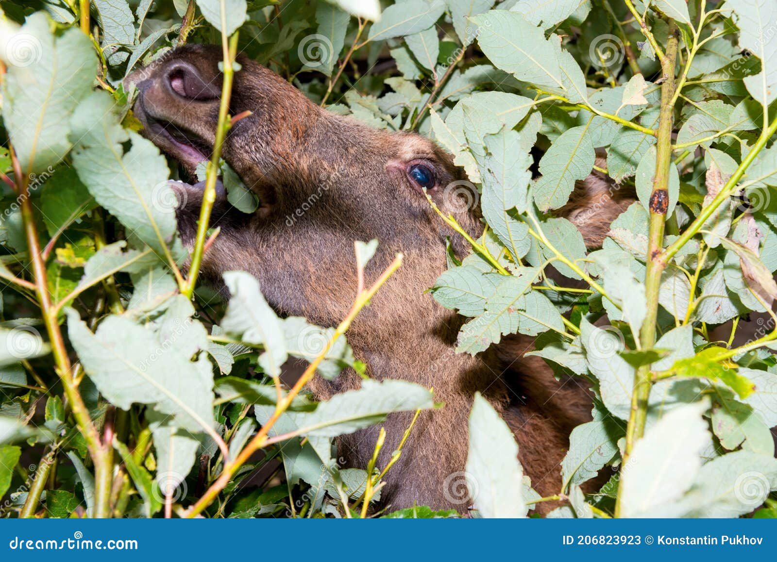 Moose Eats Leaves from a Branch Stock Image - Image of food, antlers ...